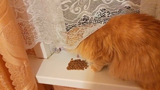 Травка для рыжего кота Барсика