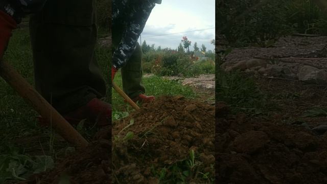 Ударный труд?