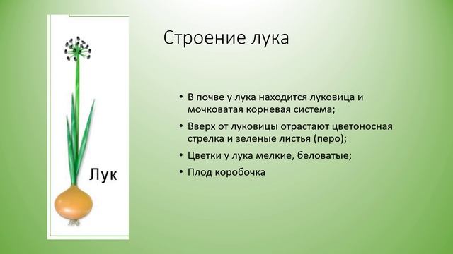 Овощные лилейные: лук и чеснок биология 7 кл.mp4