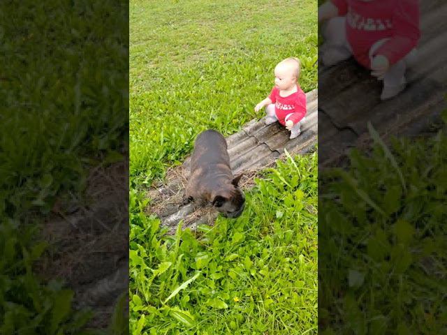 Собака-траву поедака #винтик #французскийбульдог #frenchbuldog #трава #едим #собакаест #супернастуся