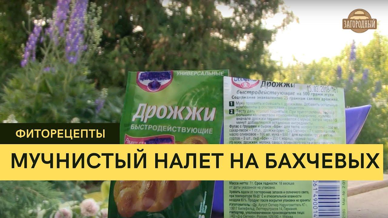 Мучнистый налет на листьях огурцов и кабачков \ Фиторецепты