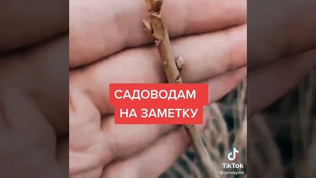 Важные процедуры для обильного роста смородины