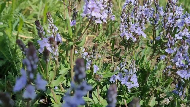 Прогулка в лесу