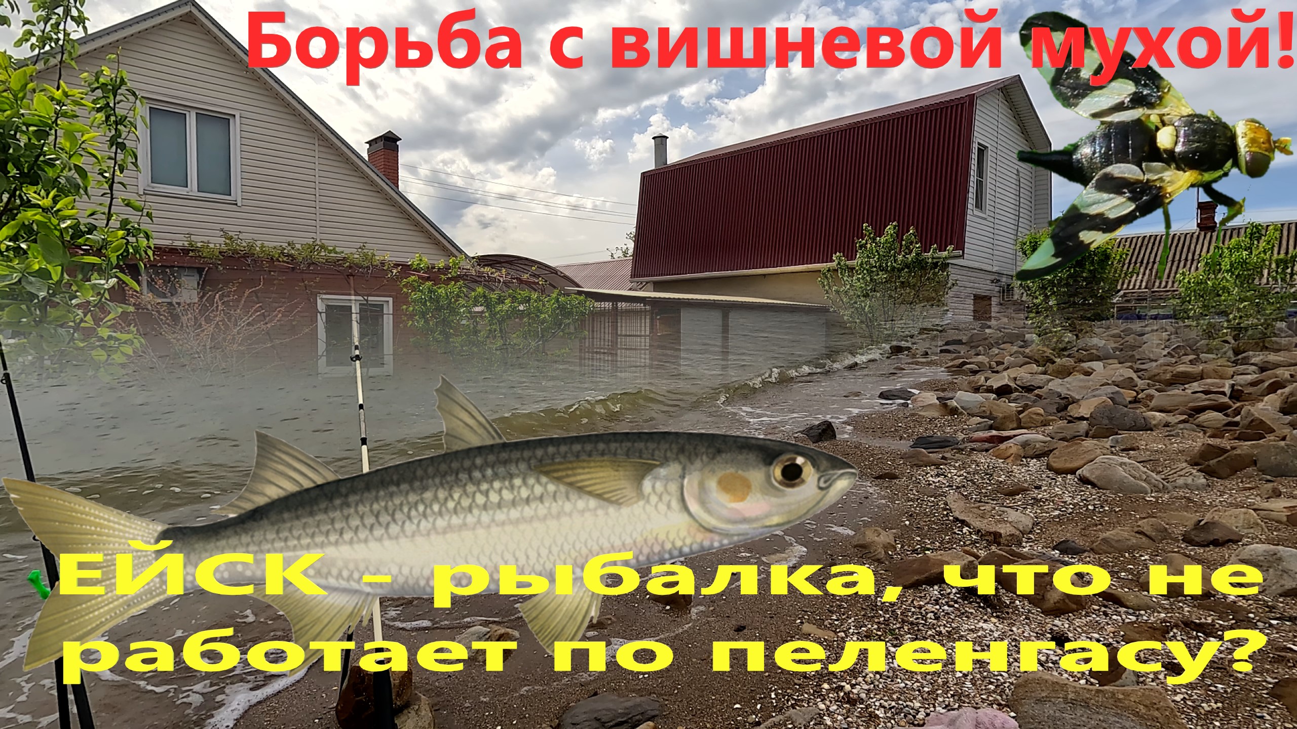 Ейск. Первый выход на рыбалку. Что не работает по пеленгасу. Борьба  с вишневой мухой.