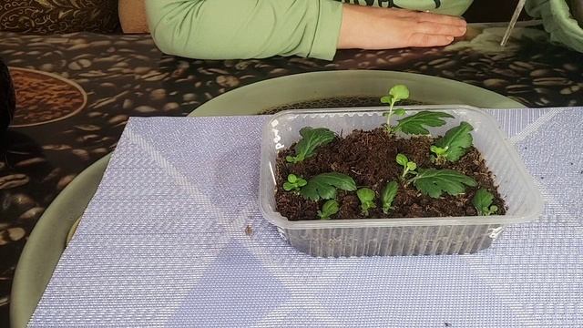 Хризантема. Как размножить хризантему из листа!