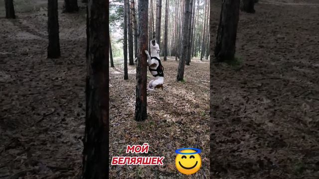 Режим кошки