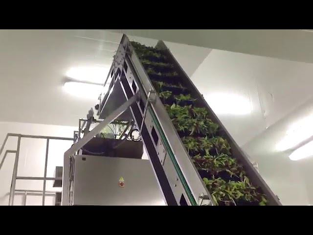 Салат - расфасовка.