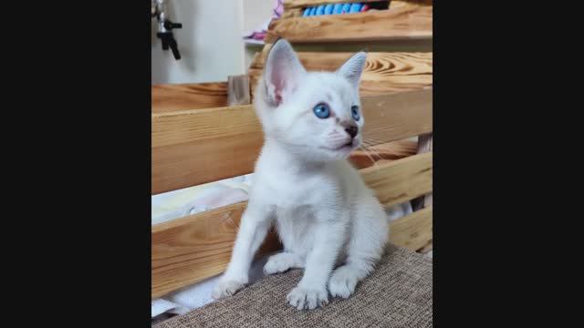 Знакомство с котятами. Идиллия Сапфир Меколь