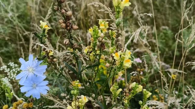 Льнянка обыкновенная