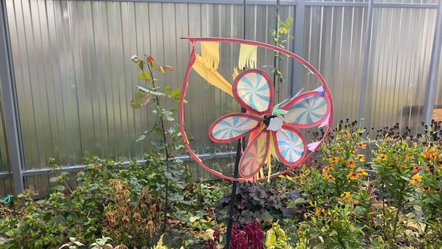 Непогода разгулялась, хризантема мультифлора развалилась