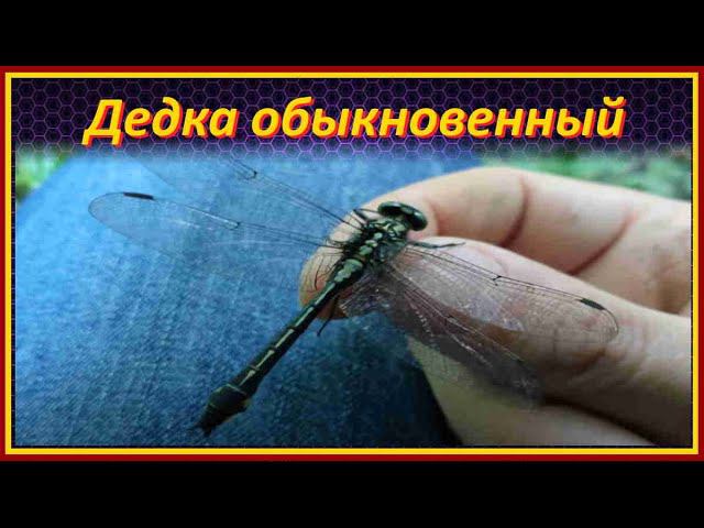 Стрекоза дедка обыкновенный / рассматриваем поближе 4к 60fps