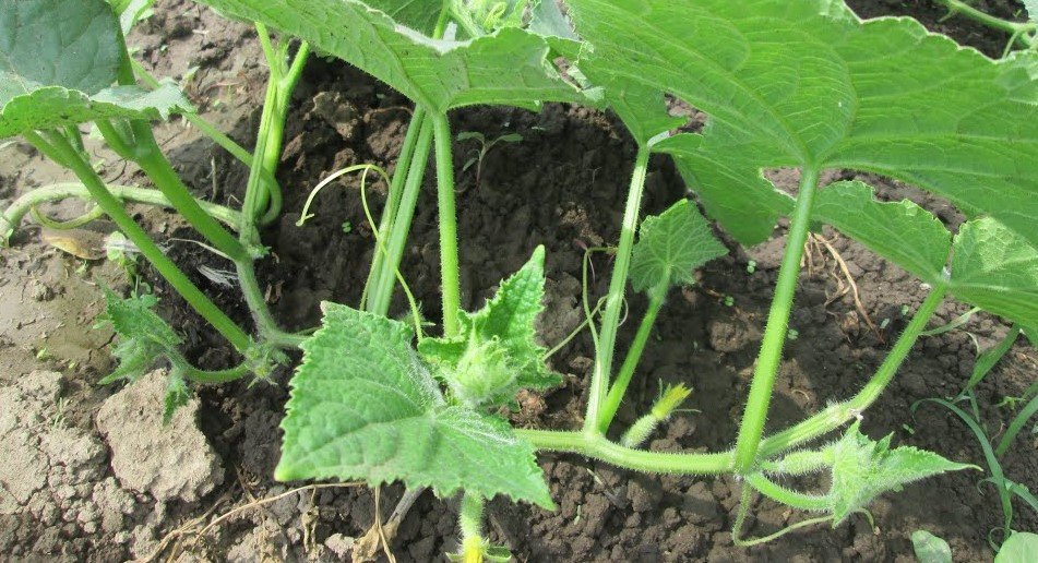 Как прищипывать огурцы