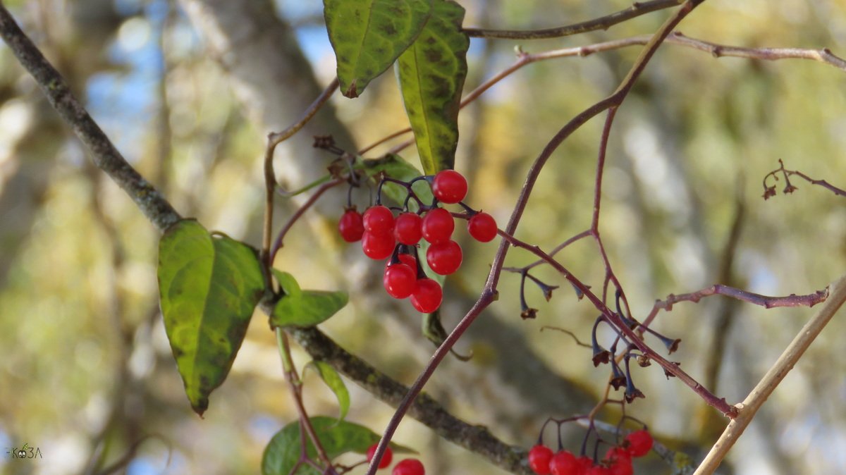 Ядовитый и декоративный. Паслён горько-сладкий. Ягоды