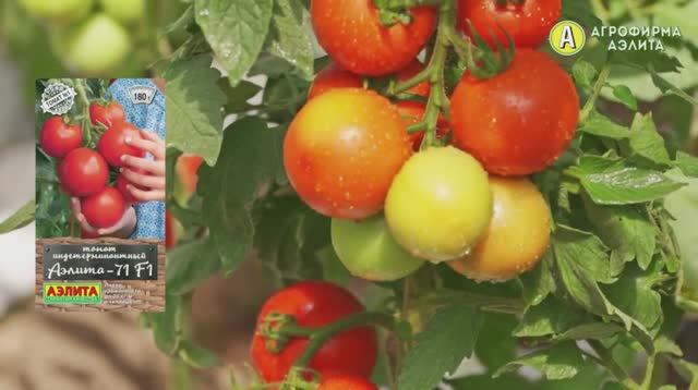 Семена: Аэлита Томат Аэлита 71 F1- Дачные уроки профессора Мамедова