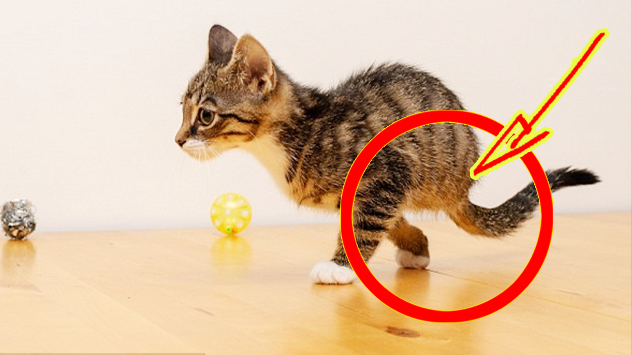 На двоих всего четыре лапки! Но эти котята не чувствуют себя ущербными – вот что главное!