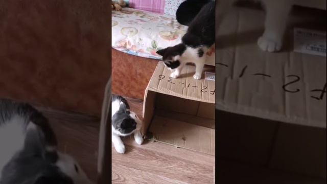 Моняша и Эшли.mp4