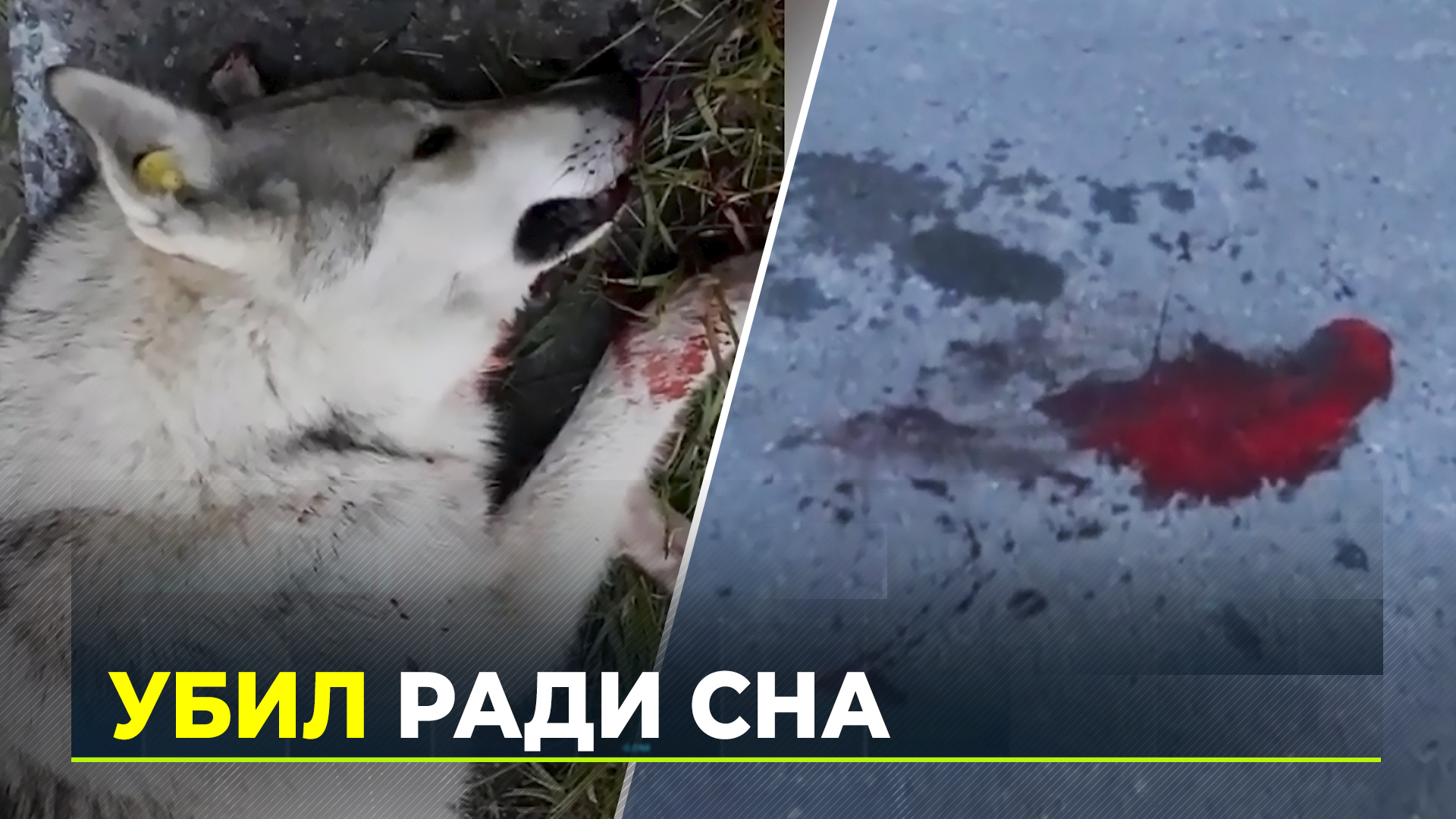 Мужчина расправился с собакой из-за бессонницы