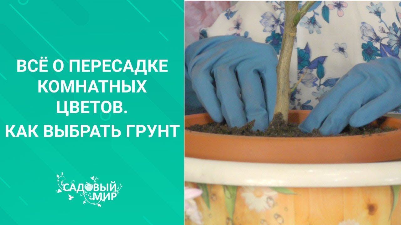 Зачем пересаживать комнатные цветы.