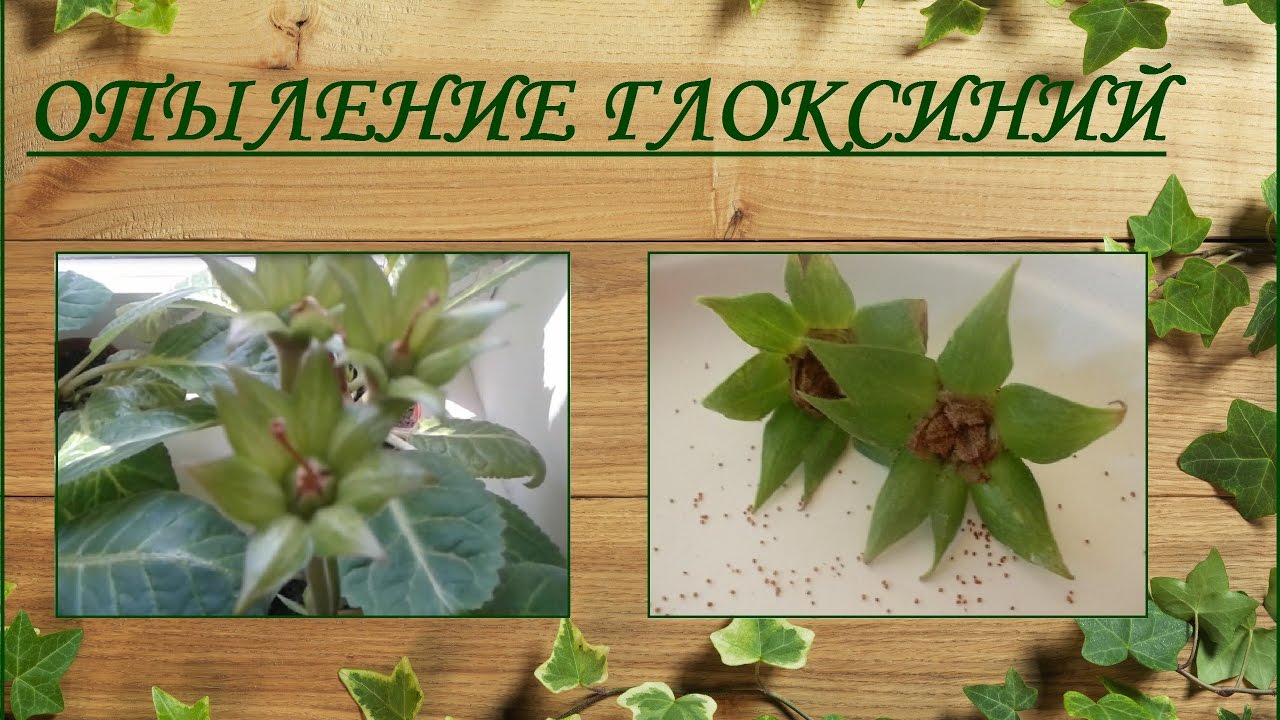 Глоксинии размножение семенами. Опыление глоксиний