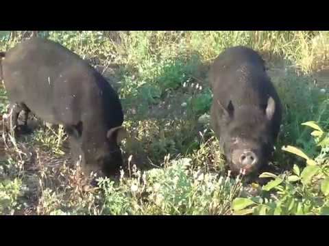 "Наша экосистема. Кабаны - второе пришествие." ч.2