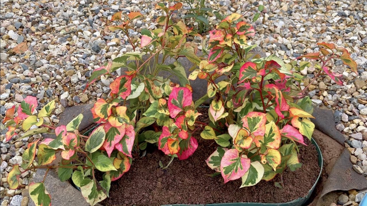 ДАЧНЫЕ БУДНИ. БОРДЮР ДЛЯ КЛУМБЫ С РОЗАМИ. Дачный креатив.