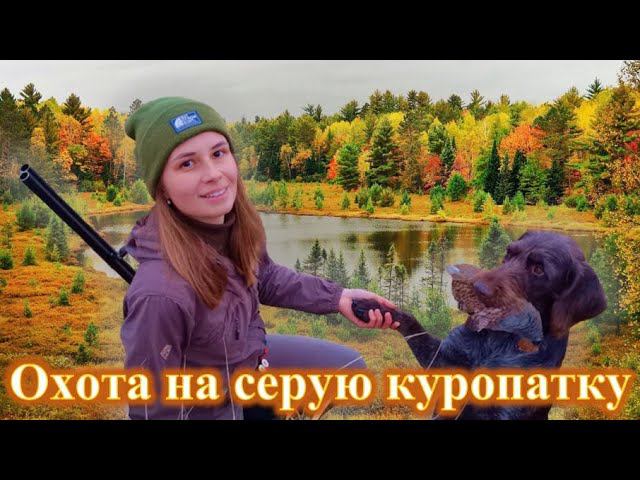 Охота на серую куропатку с дратхааром, девушка охотник / gray partridge hunting