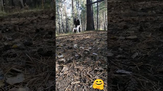 Ищу деньги на новый телефон