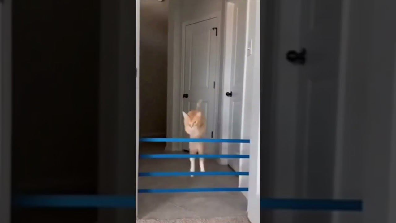 Смешные животные/ Я все смогу #shorts #животные #кошки #собаки  #животные