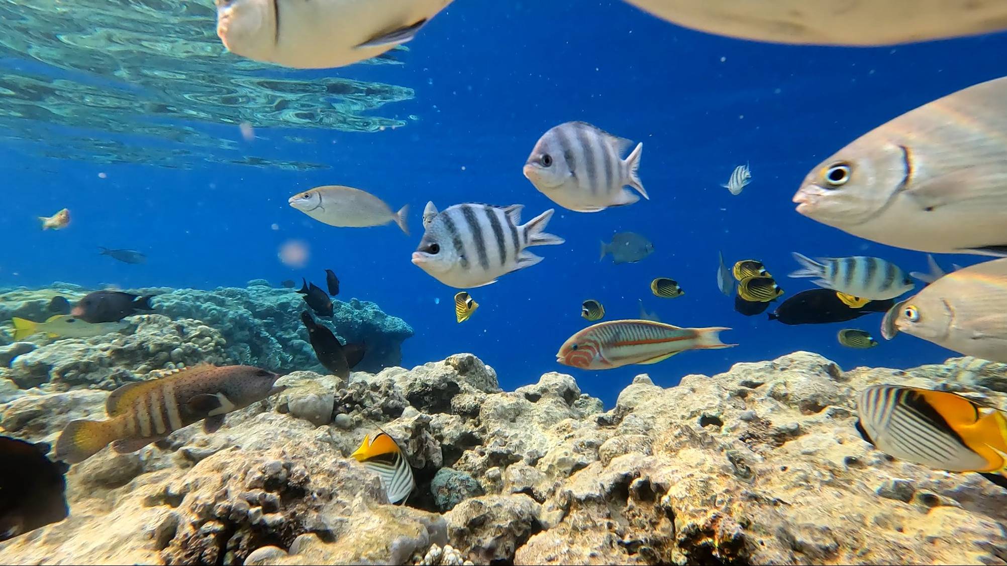 Звуки, издаваемые рыбами (пирс отеля Faraana Reef, май 2024).