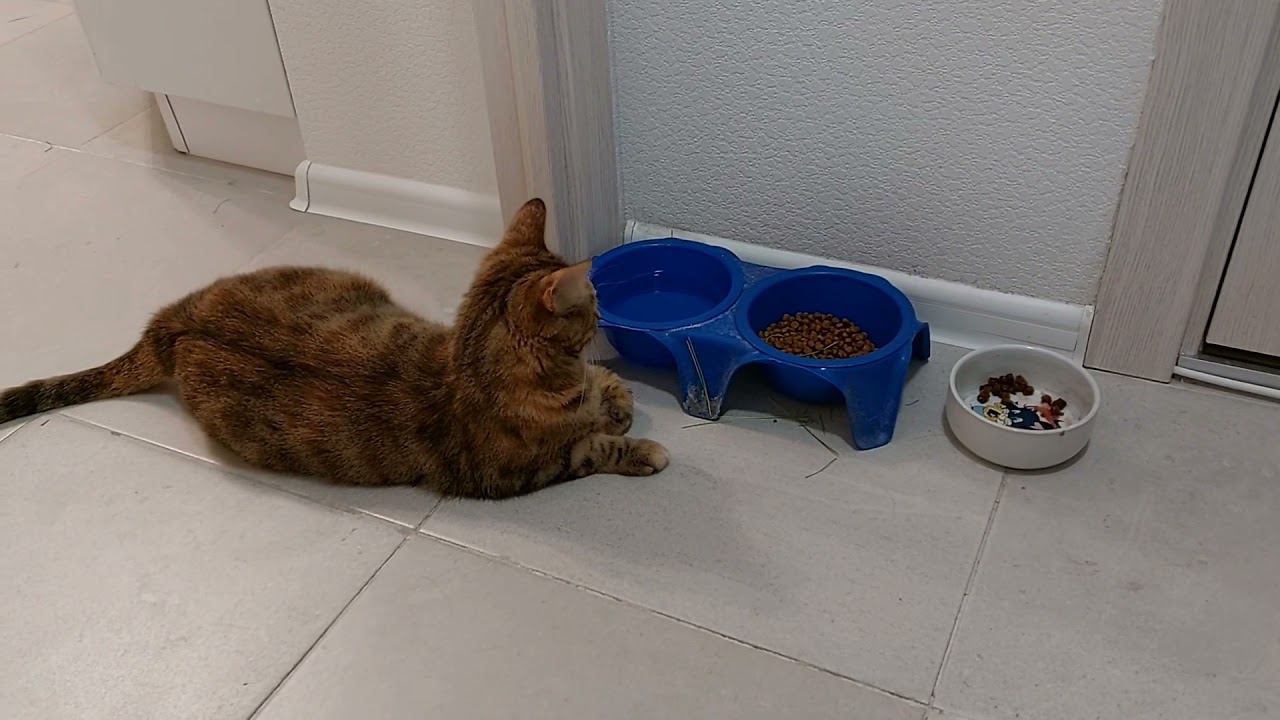 Кошка просит жрать