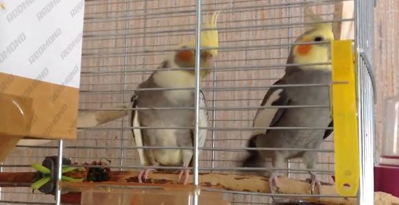 И снова попугаи Рича и Гарик_ уже три яйца! Ждем продолжения. Разведение кореллы 2-й сезон