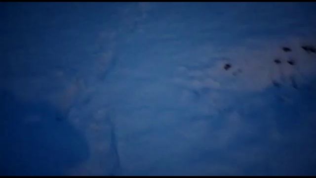 VID-005 А следы то заячьи .mp4