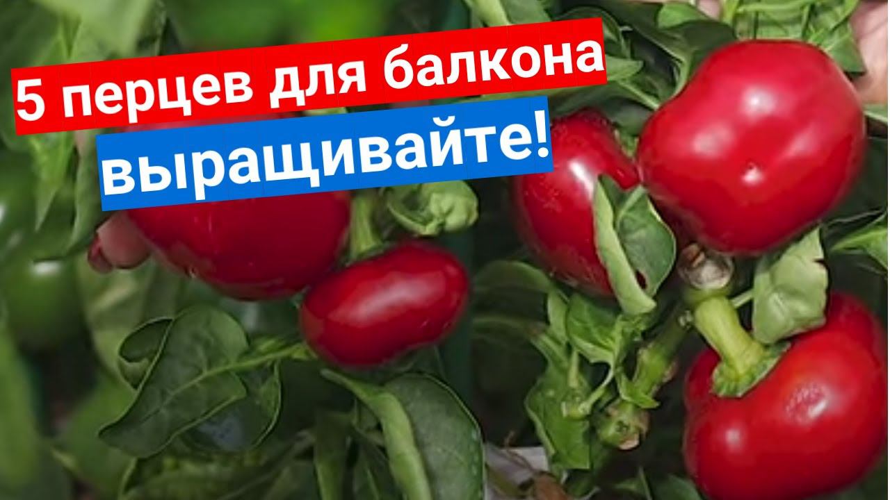 ПЕРЕЦ СЛАДКИЙ. 5 сортов, которые можно вырастить и дома в горшке, и на грядке в огороде.
