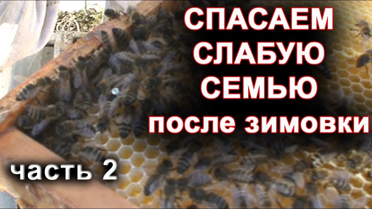 Слабая семья после зимовки. Пытаемся спасти. часть 2 (продолжение).