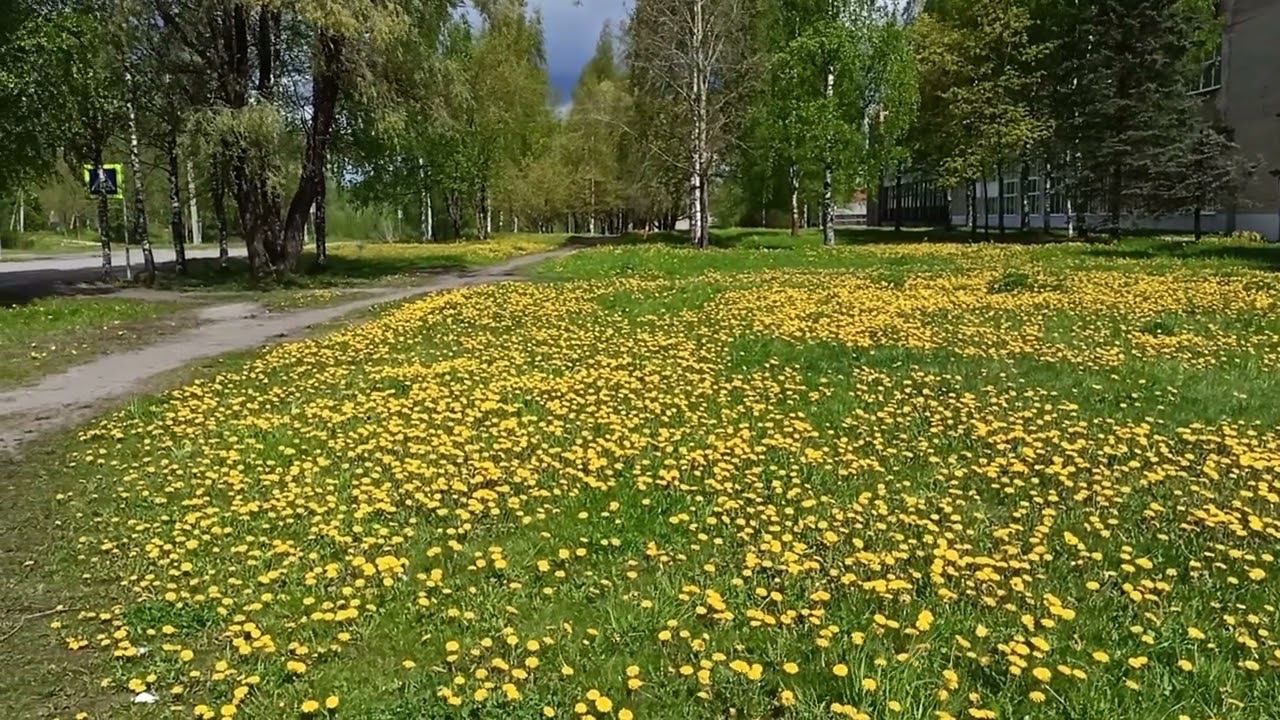 Жёлто зелёный весенний Окуловский ковёр