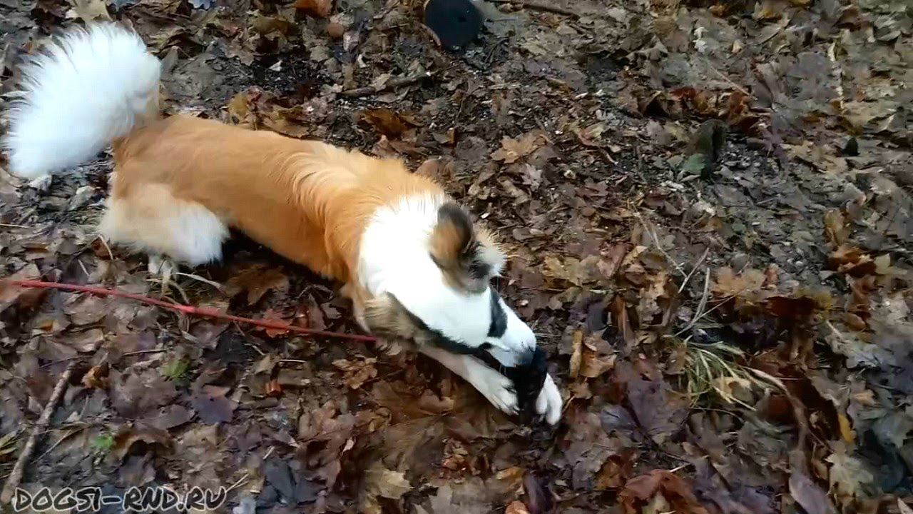 Шуля вырыла нору и нашла игрушку в мокром парке. 9.01.2021