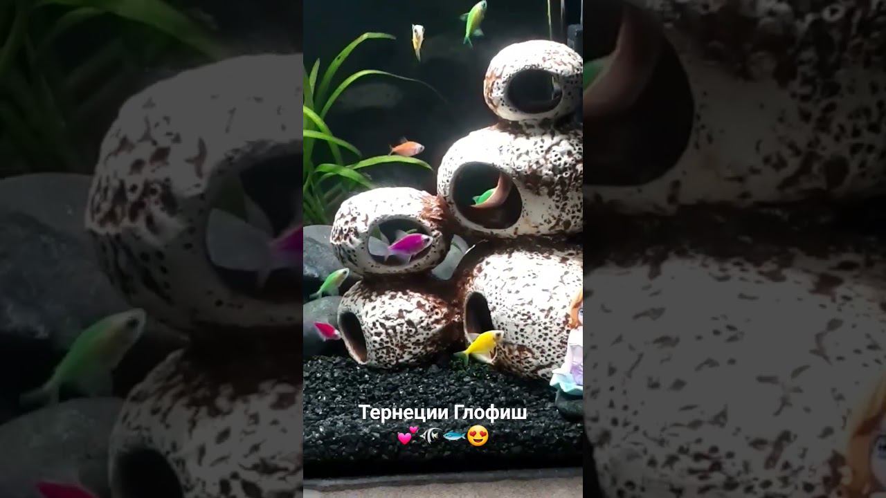 Тернеции Глофиш 5 января 2024 г.