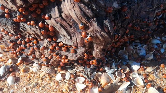 Нашествие Божьих коровок на побережье Азовского моря в 2021 г.