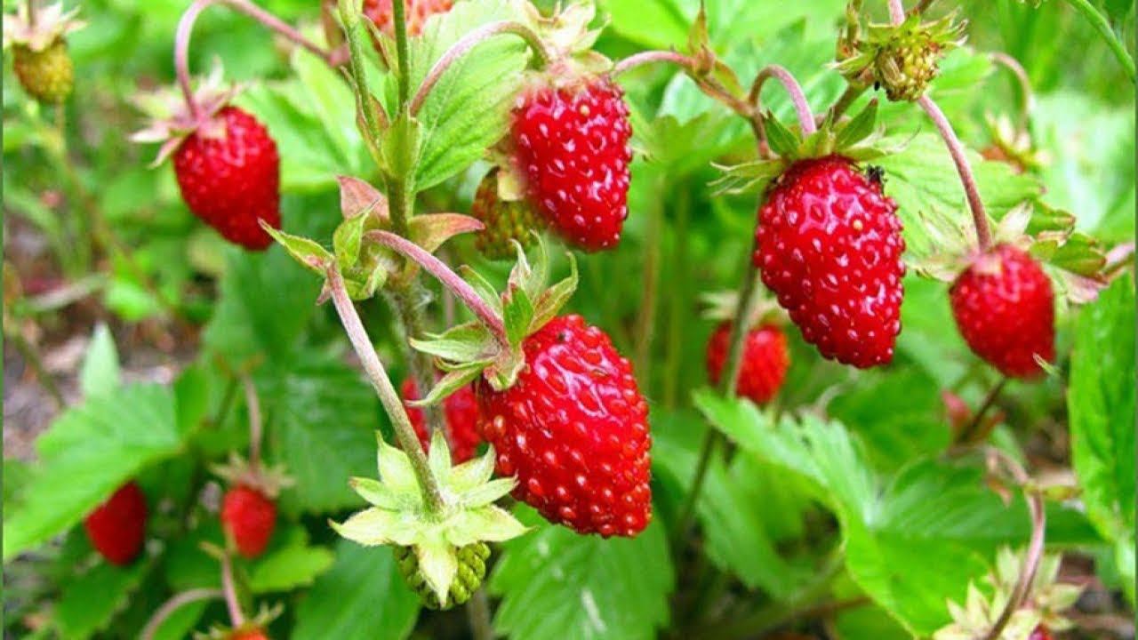 СПОСОБ ПОСЕВА ЗЕМЛЯНИКИ НАДЕЖНЫЙ И ПРОВЕРЕННЫЙ