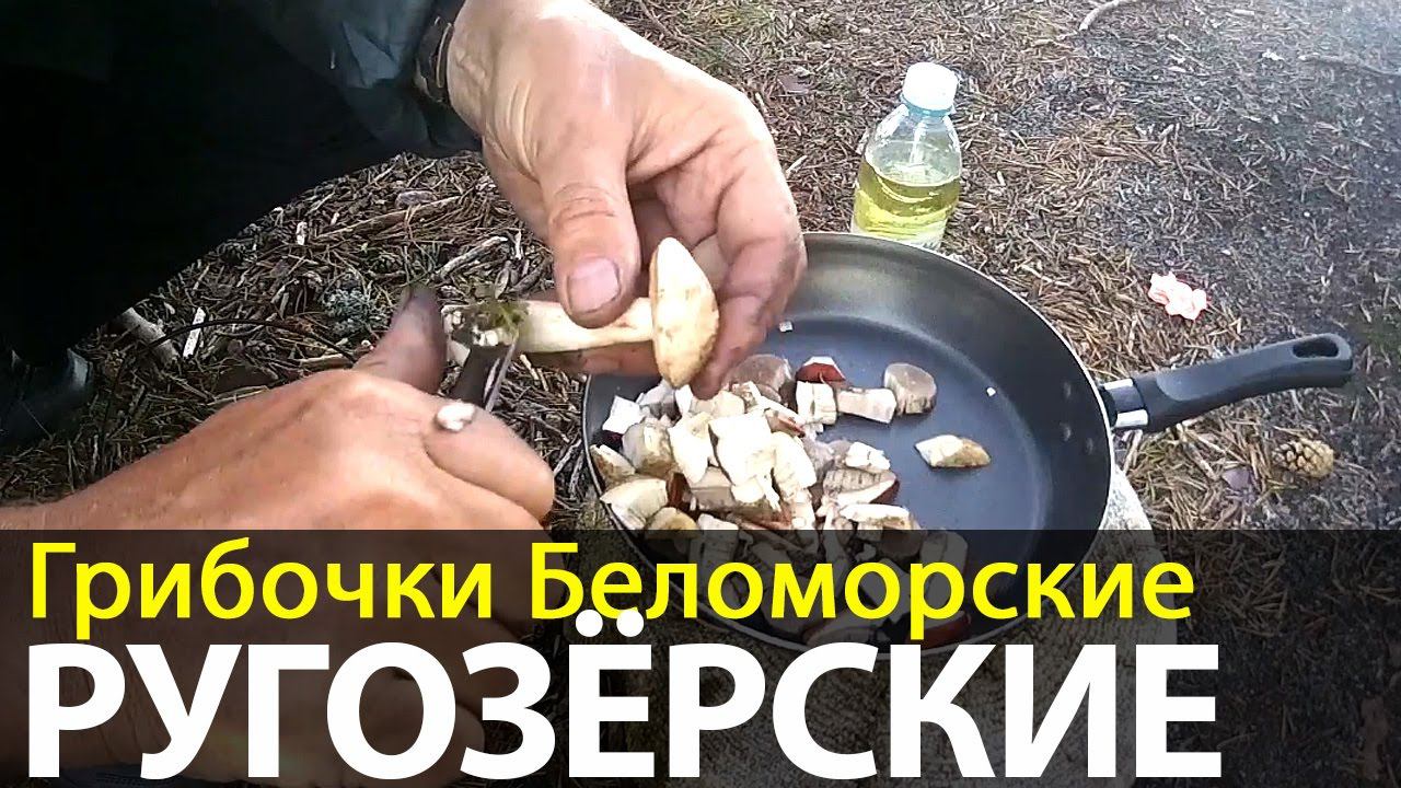 Грибочки Беломорские Ругозёрские | Беломорские приключения 2016 | Приключения на байдарке