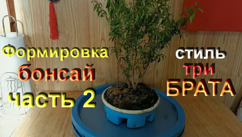 2.Формировка БОНСАЙ стиль ТРИ БРАТА. ЧАСТЬ 2Formation BONSAI style THREE BROTHERS.mp4