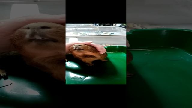 Не закрывайте мне глаза ?