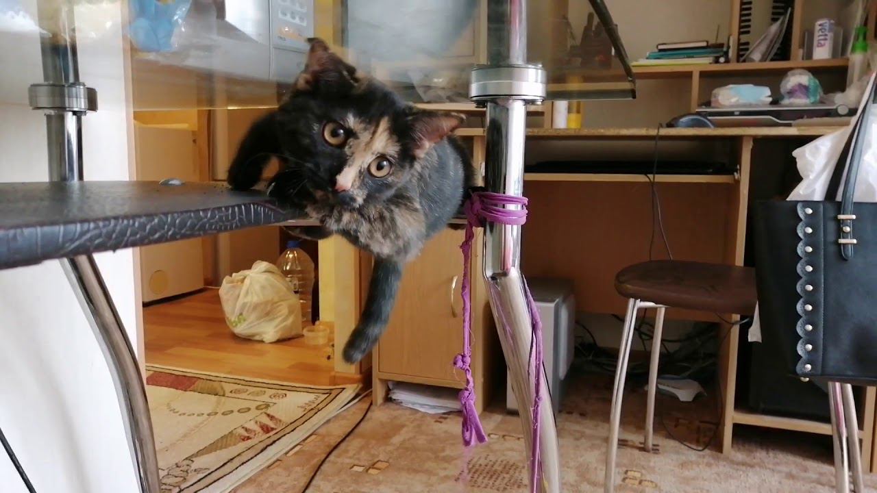 Муркины игры.