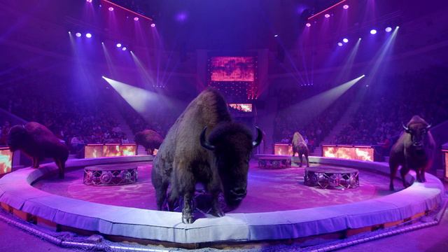 Промо шоу Гии Эрадзе 5 континентов (2024г.)