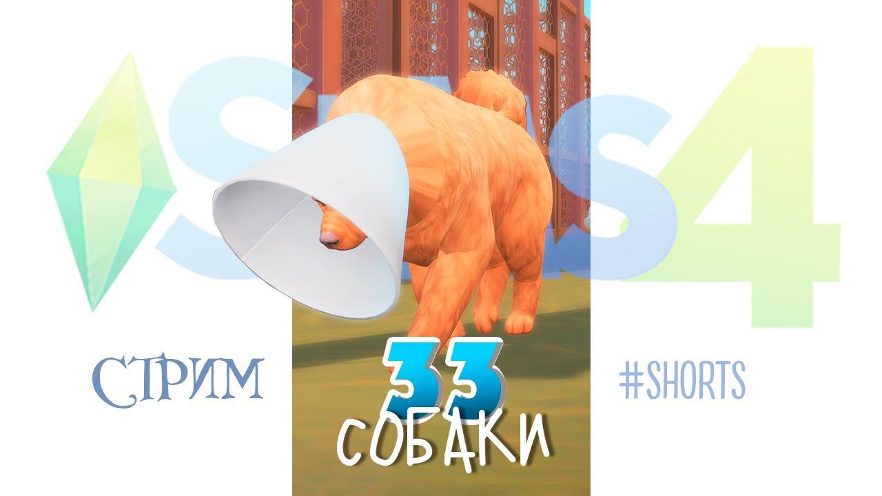 33 СОБАКИ. Стрим #8 #SimS4 #shorts
