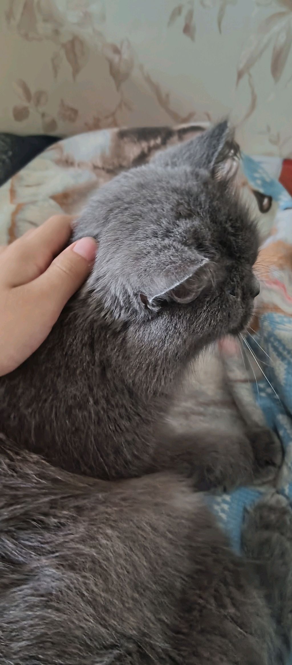 глажу дымку