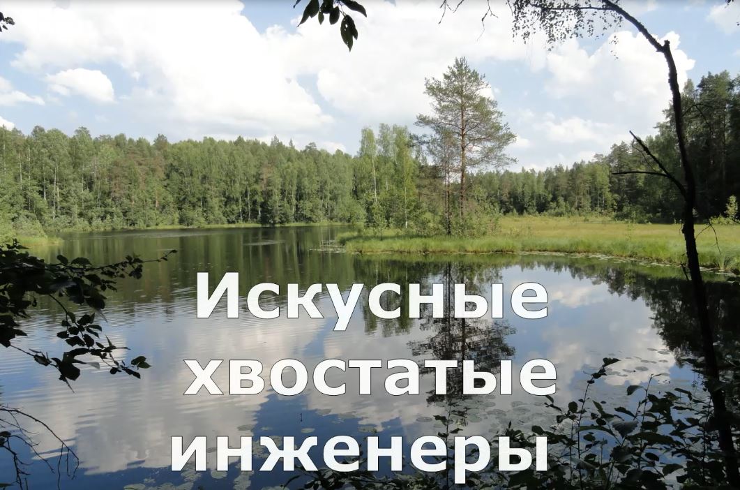 Белозерский музей онлайн/«Говорящие фонды»  Фильм 7. «Искусные хвостатые инженеры»