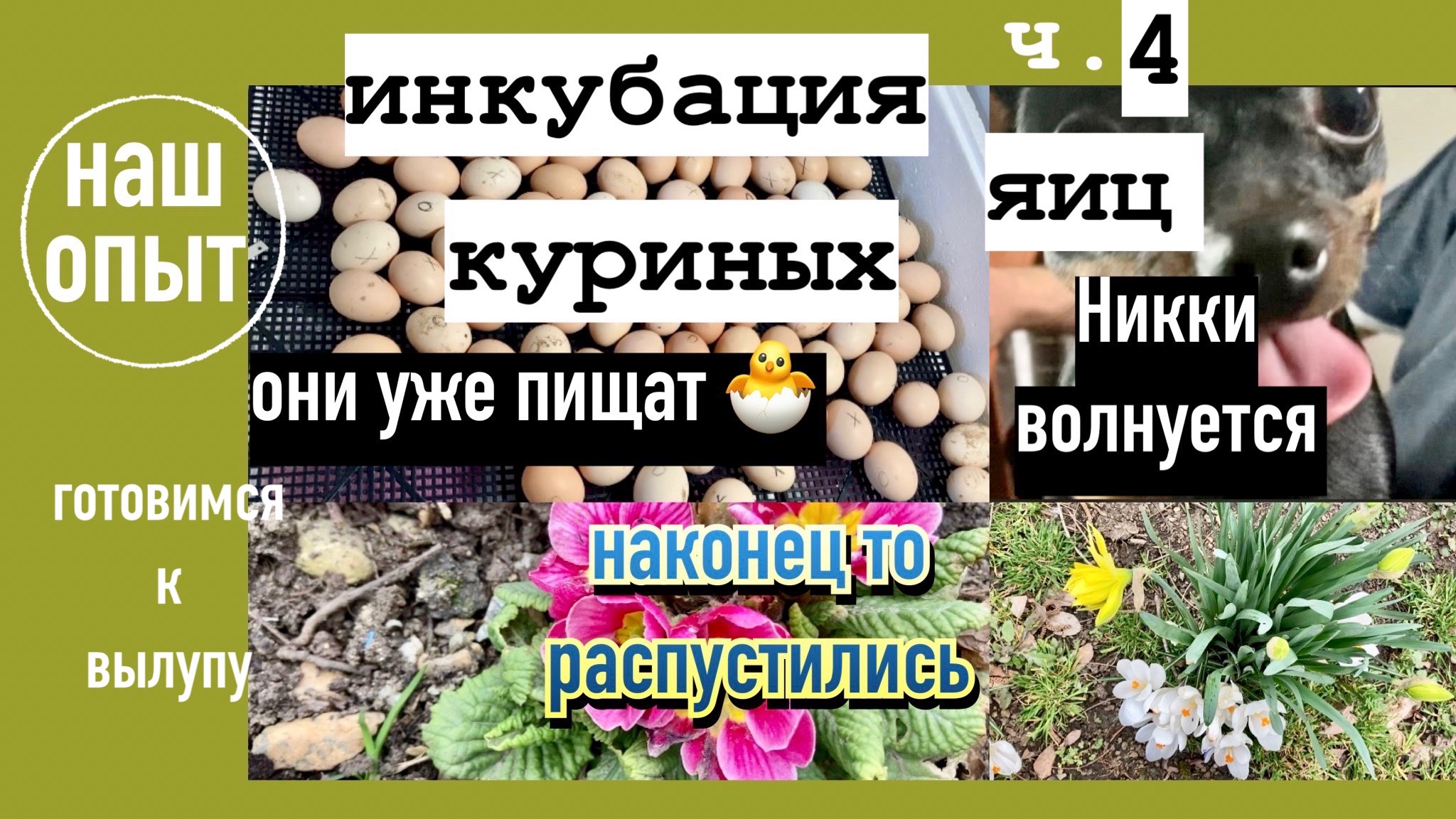 Инкубация куриных яиц ч.4/Готовимся к вылупу/Они пищат/