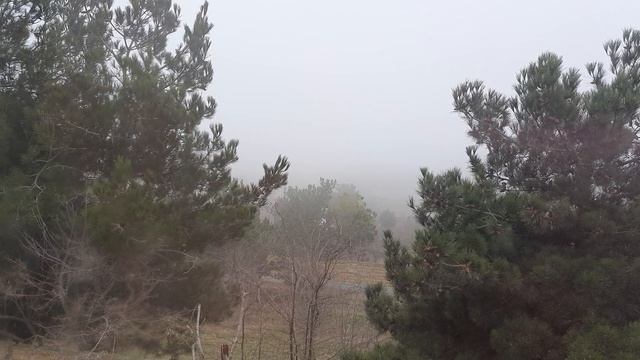 Сосна в тумане