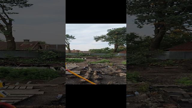 Спил вековых дубов Новгорода